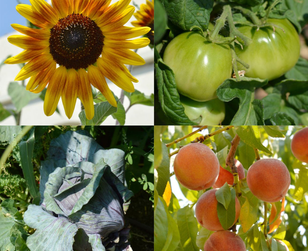 Edible Landscape – Great Basin Food Co Op