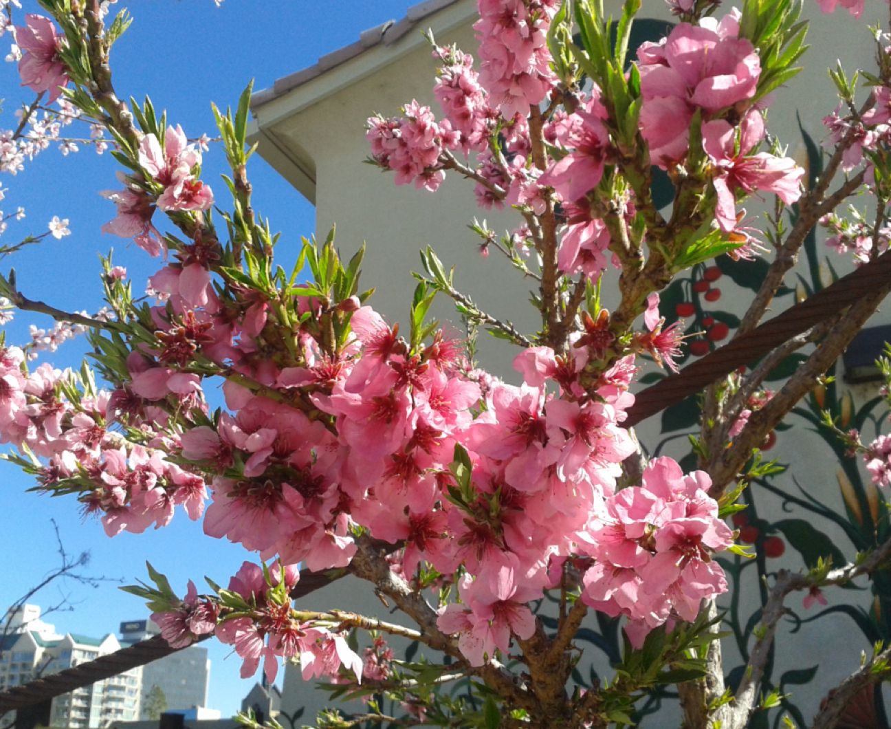 Edible Landscape – Great Basin Food Co Op