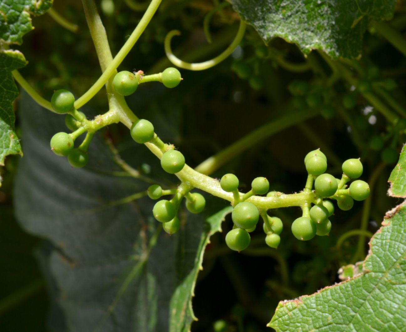 Edible Landscape – Great Basin Food Co Op