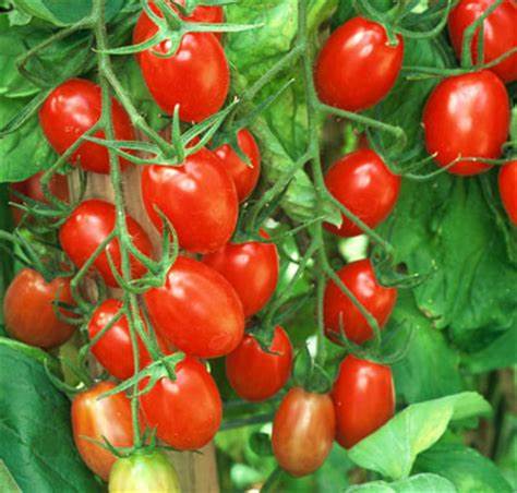CUSTOM GARDENS, SEEDLING, TOMATO, SPRITE GRAPE TOMATO, 4 INCH POT, ORG ...